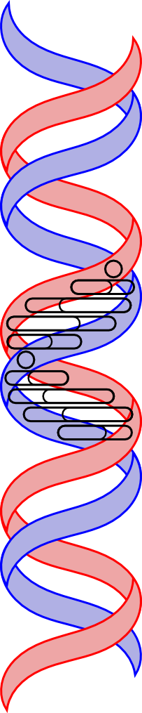 How to (correctly) draw DNA – RealThinks